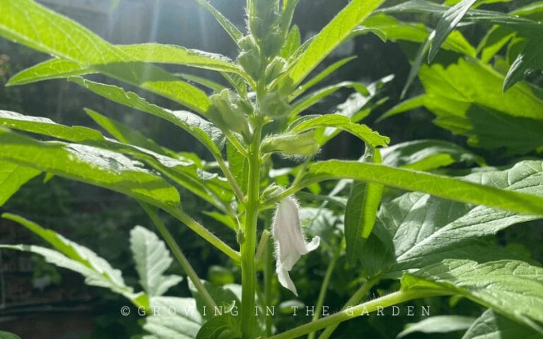 How to Grow Sesame Seeds - Growing In The Garden