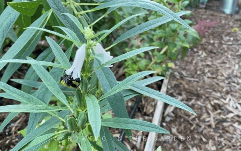 How to Grow Sesame Seeds - Growing In The Garden