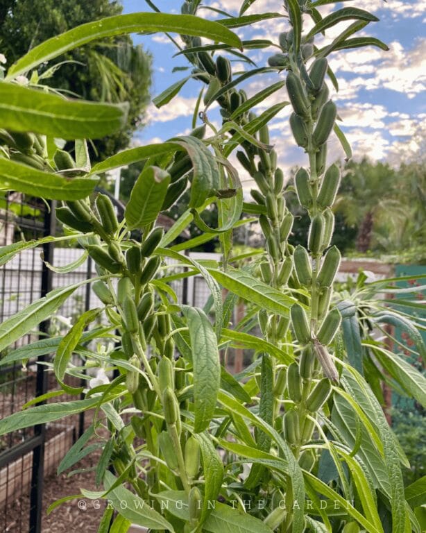 How to Grow Sesame Seeds - Growing In The Garden