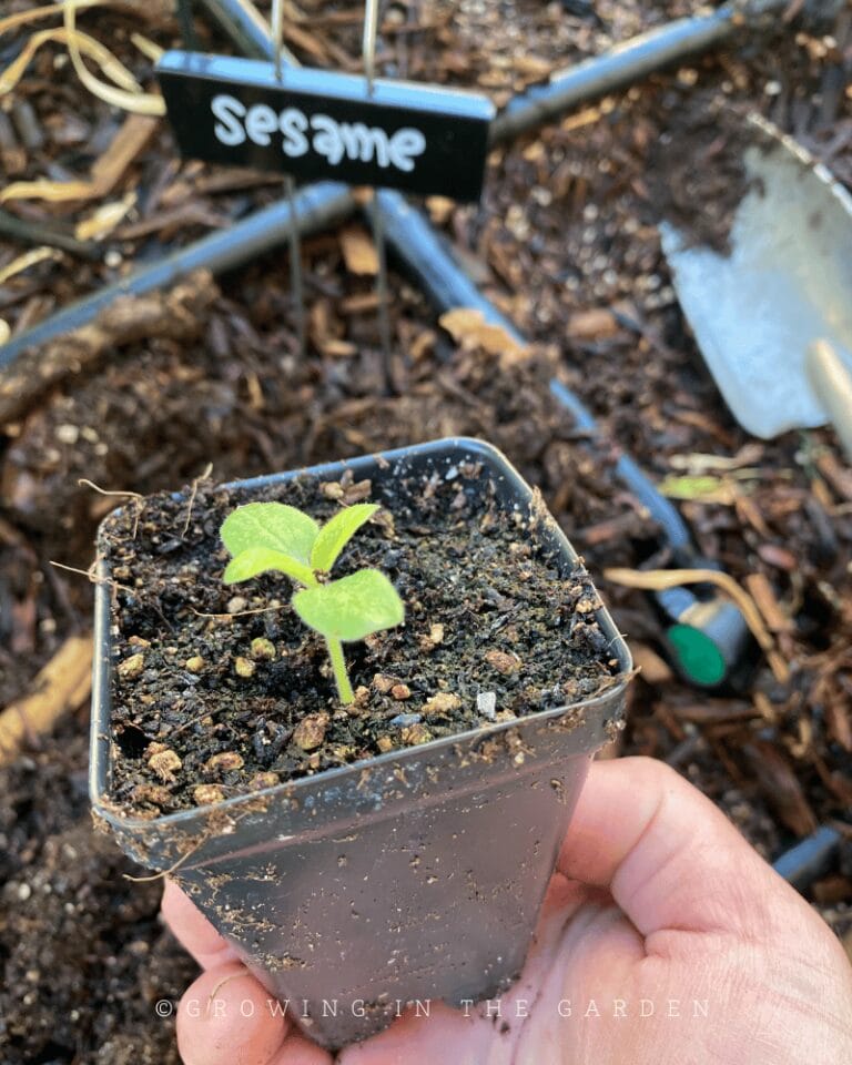 How to Grow Sesame Seeds - Growing In The Garden