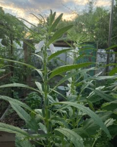 How to Grow Sesame Seeds - Growing In The Garden