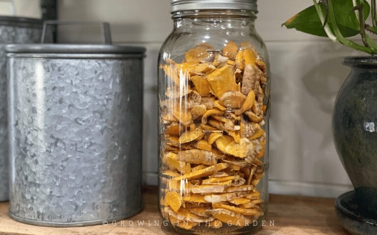 How to Grow Turmeric - Growing In The Garden