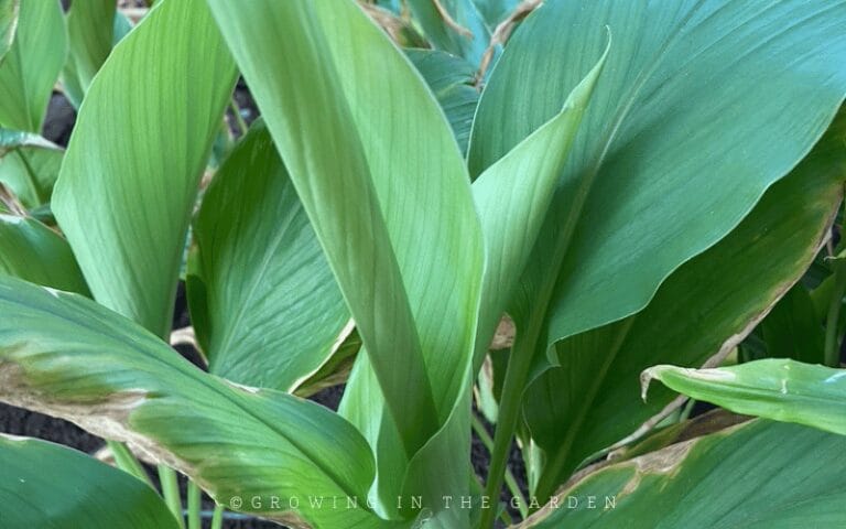 How to Grow Turmeric - Growing In The Garden