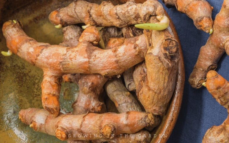 How to Grow Turmeric - Growing In The Garden