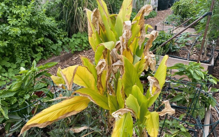 How to Grow Turmeric - Growing In The Garden