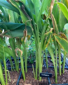 How to Grow Turmeric - Growing In The Garden