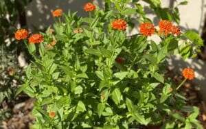 How to Pinch Flowers for More Blooms - Growing In The Garden