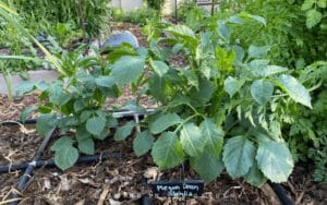 How to Pinch Flowers for More Blooms - Growing In The Garden
