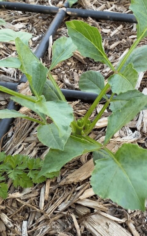 How to Pinch Flowers for More Blooms - Growing In The Garden