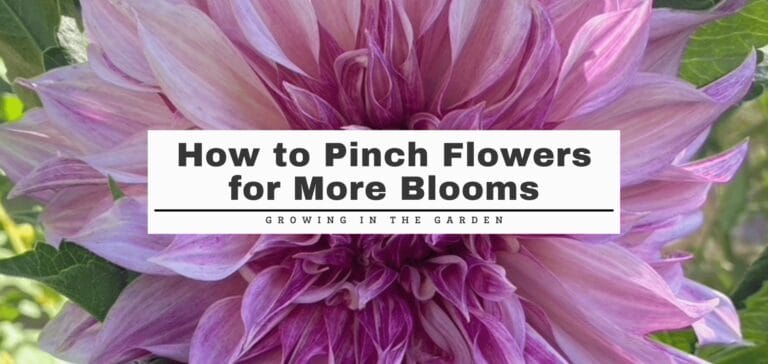Flower Gardening Basics - Growing In The Garden