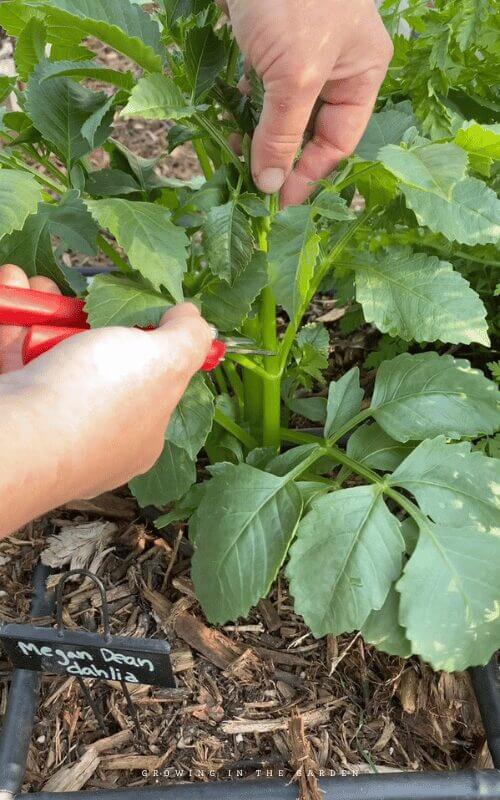 How to Pinch Flowers for More Blooms - Growing In The Garden