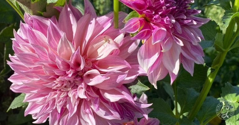 How to Pinch Flowers for More Blooms - Growing In The Garden