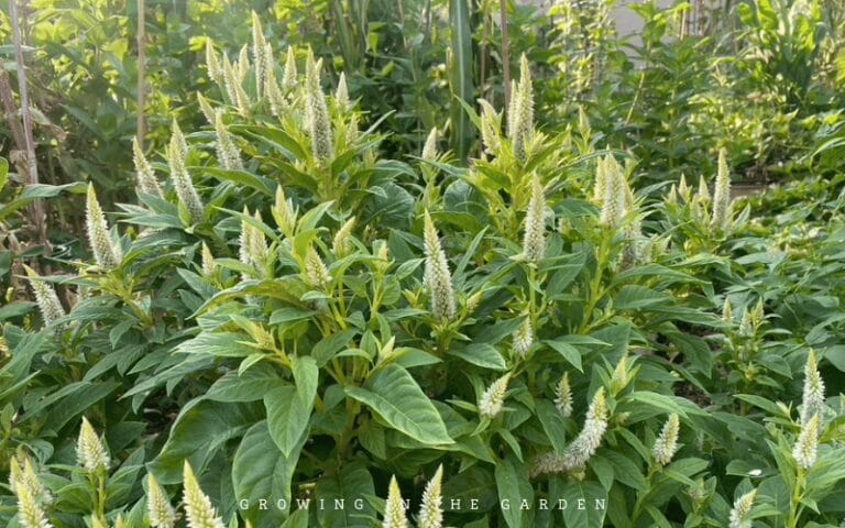 How to Pinch Flowers for More Blooms - Growing In The Garden