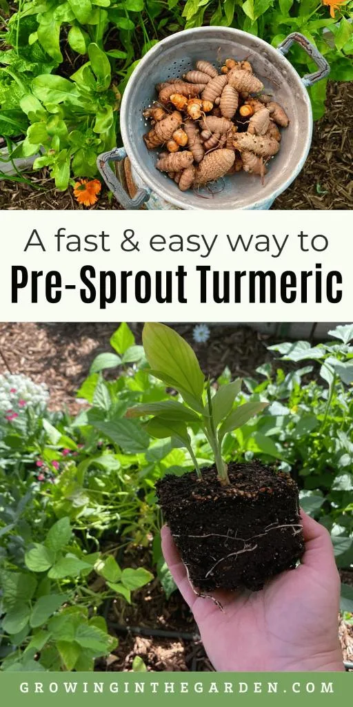 Fast & Easy Ways to Pre-Sprout Ginger & Turmeric - Growing In The Garden