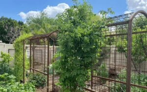 Vertical Gardening: Arch Walkway Trellises - Growing In The Garden