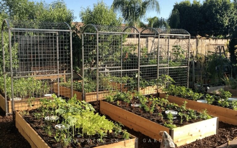 Vertical Gardening: Arch Walkway Trellises - Growing In The Garden