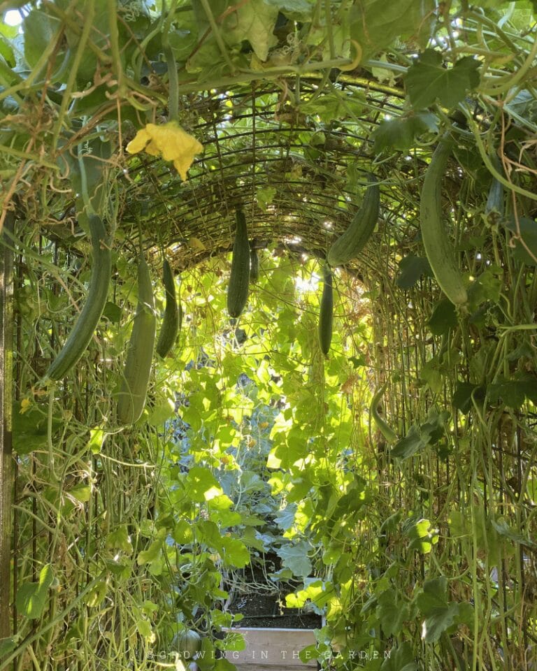 Vertical Gardening: Arch Walkway Trellises - Growing In The Garden