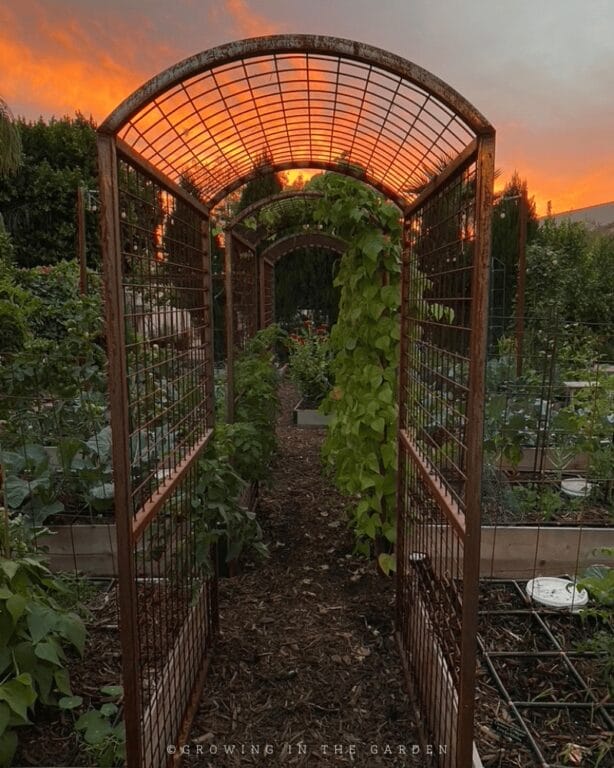 Vertical Gardening: Arch Walkway Trellises - Growing In The Garden