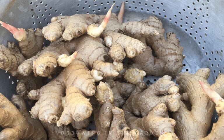 Fast & Easy Ways to Pre-Sprout Ginger & Turmeric - Growing In The Garden