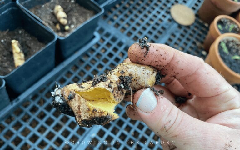 Fast & Easy Ways to Pre-Sprout Ginger & Turmeric - Growing In The Garden