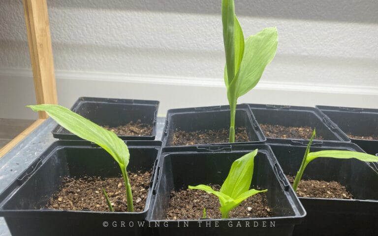 Fast & Easy Ways to Pre-Sprout Ginger & Turmeric - Growing In The Garden
