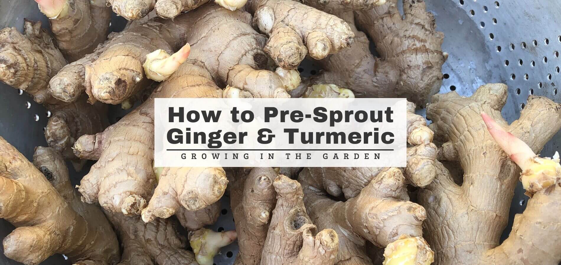 Fast & Easy Ways to Pre-Sprout Ginger & Turmeric - Growing In The Garden