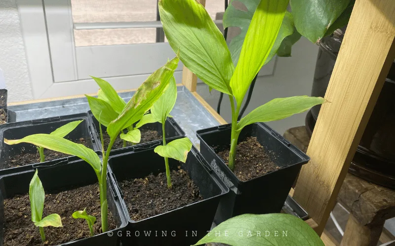 Fast & Easy Ways to Pre-Sprout Ginger & Turmeric - Growing In The Garden