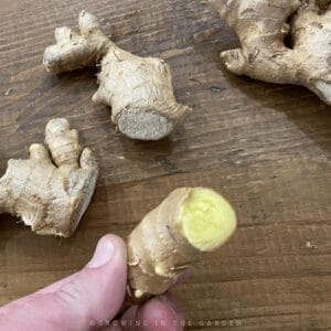 Fast & Easy Ways to Pre-Sprout Ginger & Turmeric - Growing In The Garden