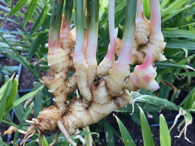 Fast & Easy Ways to Pre-Sprout Ginger & Turmeric - Growing In The Garden