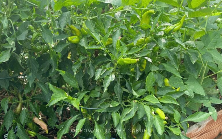 How and When to Prune Peppers in Mild-Winter Climates - Growing In The ...