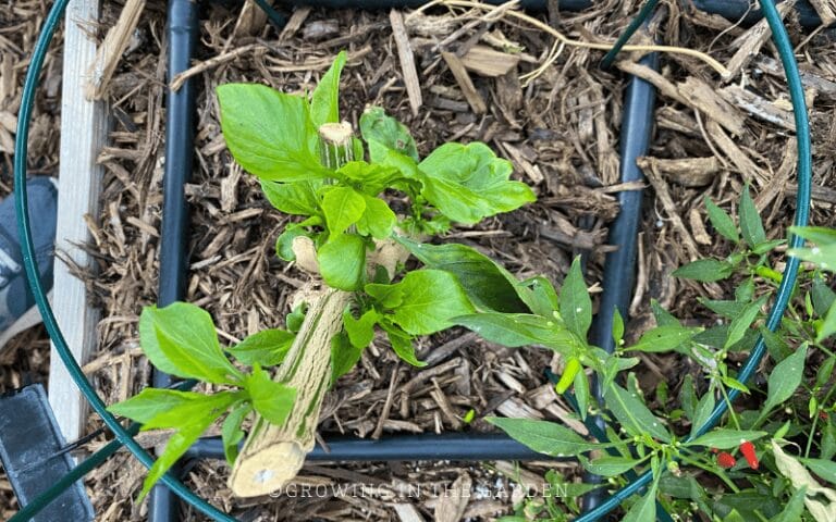 How and When to Prune Peppers in Mild-Winter Climates - Growing In The ...