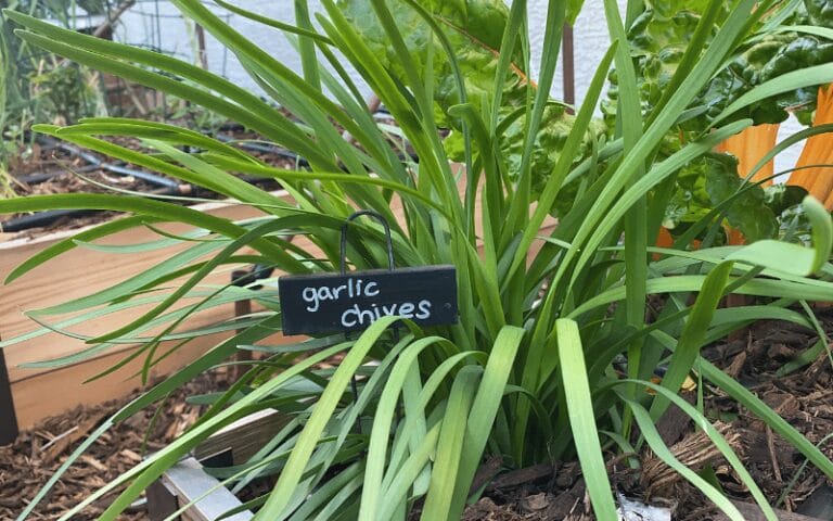 How to Grow Garlic Chives - Growing In The Garden