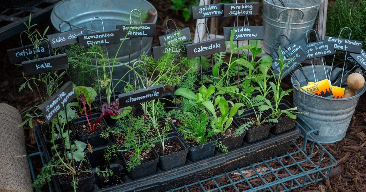 Large Vegetable Garden Labels The Best Way To Label Garden Plants