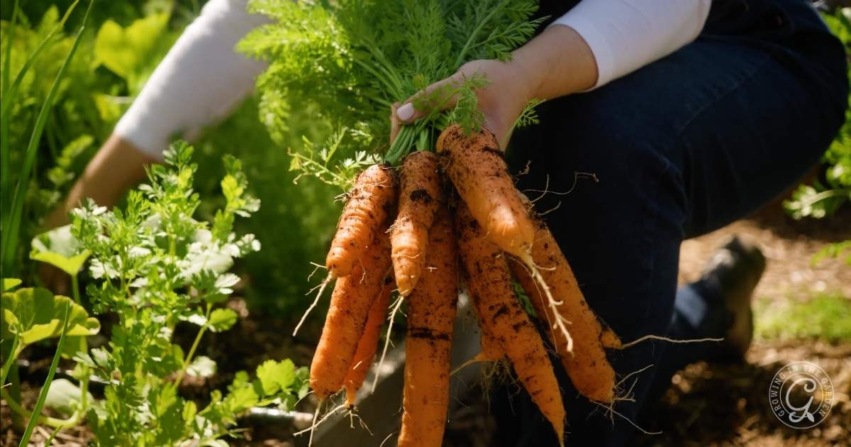 How to Grow Carrots - Growing In The Garden - Improve My Home 24