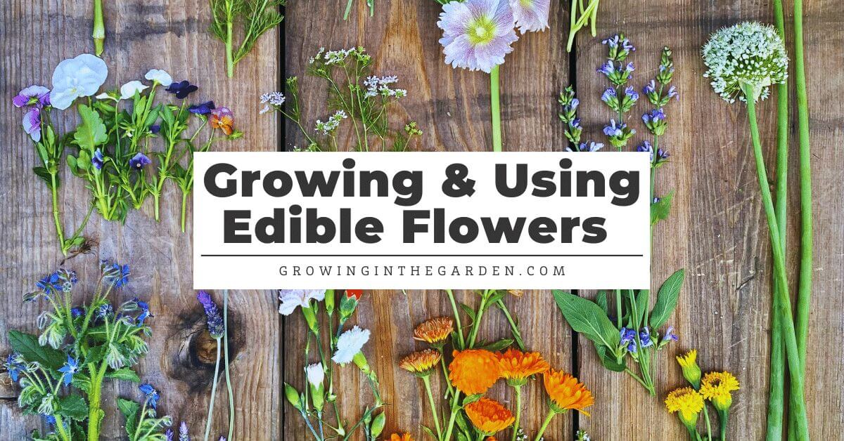 Growing and Using Edible Flowers - Growing In The Garden