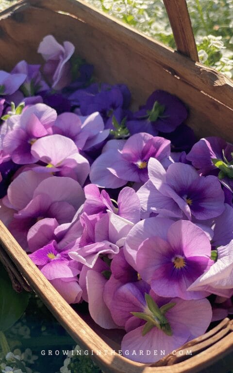 Growing and Using Edible Flowers - Growing In The Garden