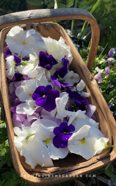 Growing and Using Edible Flowers - Growing In The Garden