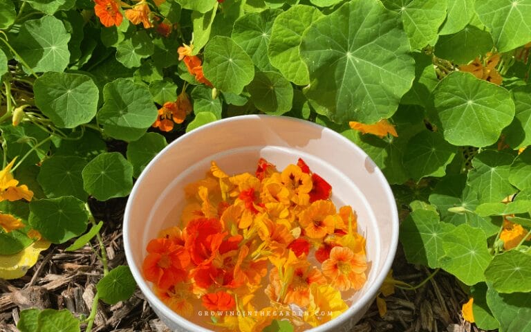 Growing and Using Edible Flowers - Growing In The Garden