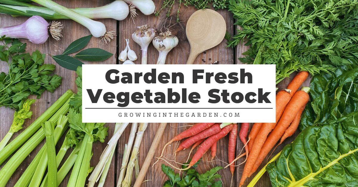 How to Make and Use Freeze-Dried Celery - Growing In The Garden