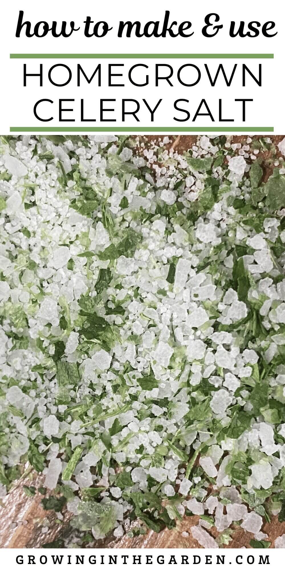 How to Make & Use Celery Salt - Growing In The Garden