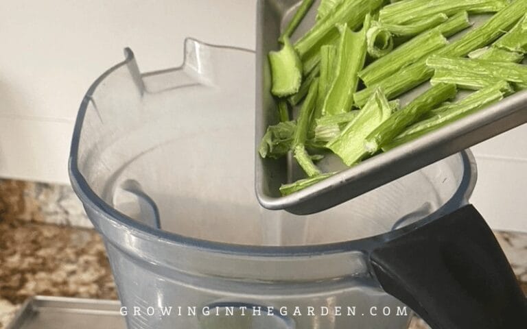 How to Make and Use Freeze-Dried Celery - Growing In The Garden