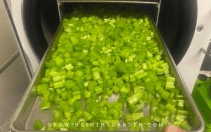 How to Make and Use Freeze-Dried Celery - Growing In The Garden