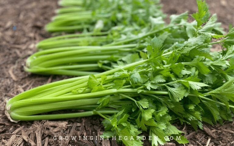 How to Make and Use Freeze-Dried Celery - Growing In The Garden