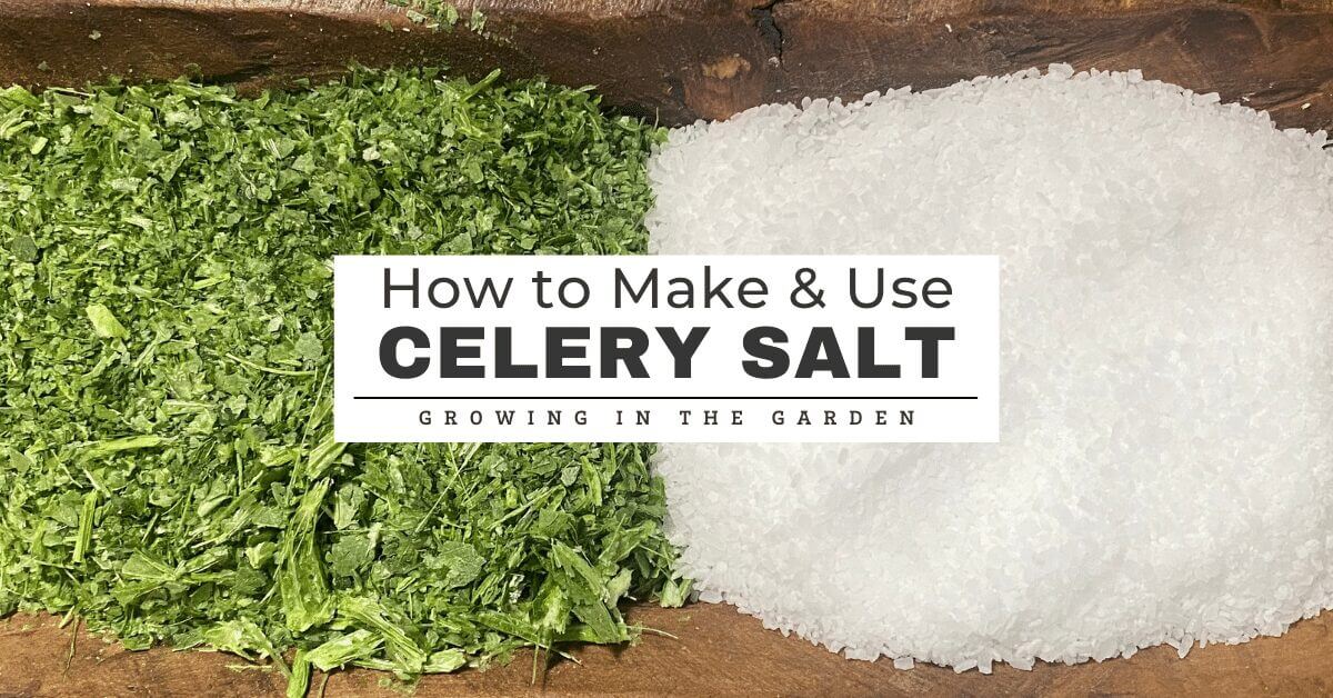 How to Make & Use Celery Salt - Growing In The Garden