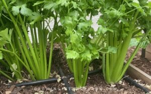 How to Make and Use Freeze-Dried Celery - Growing In The Garden