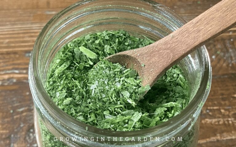 How to Make & Use Celery Salt - Growing In The Garden
