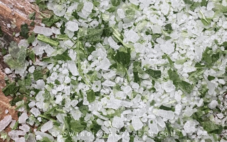 How to Make & Use Celery Salt - Growing In The Garden