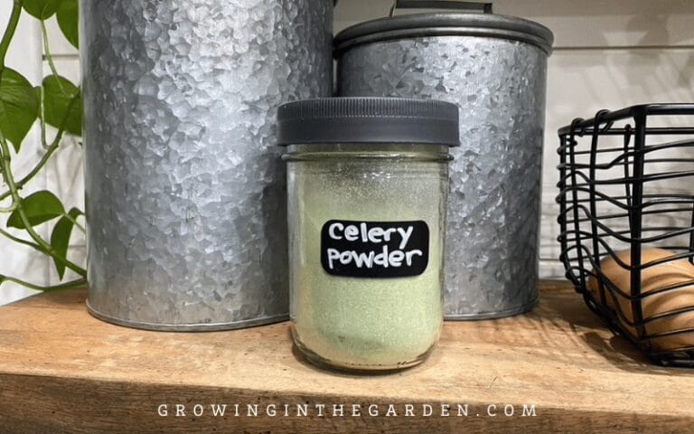 How to Make and Use Freeze-Dried Celery - Growing In The Garden