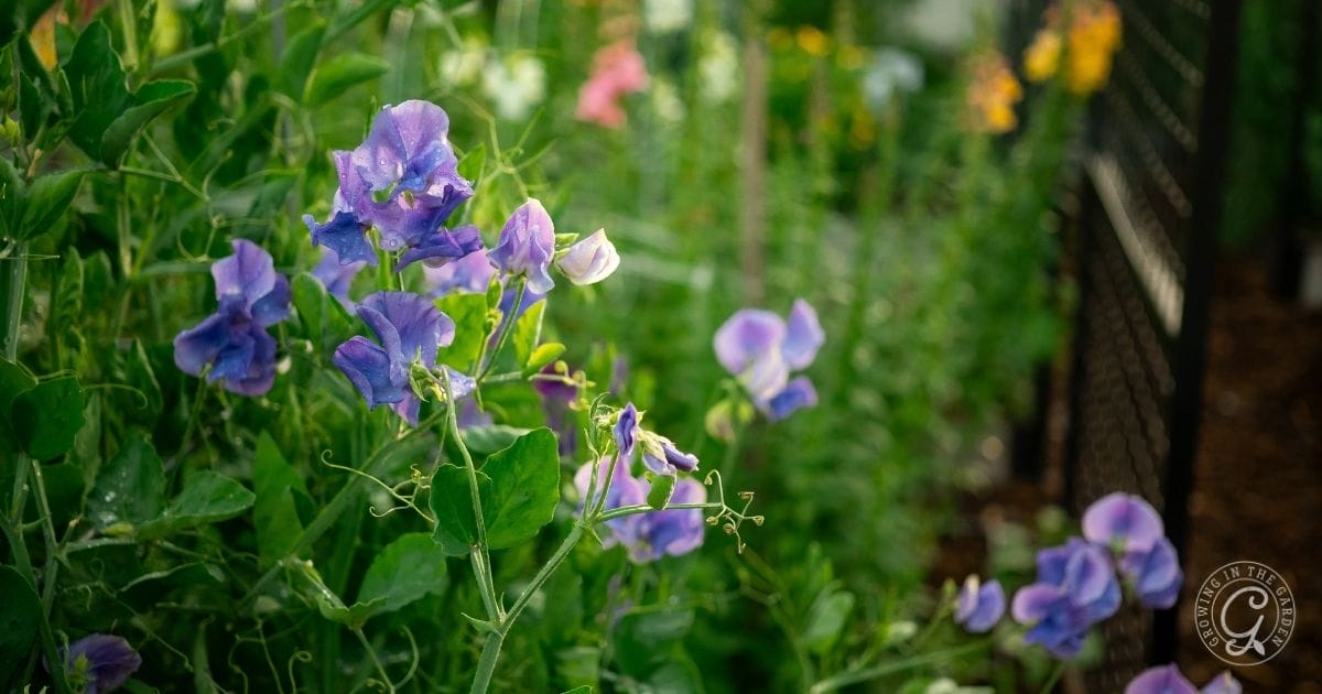 How to Grow Sweet Peas - Growing In The Garden