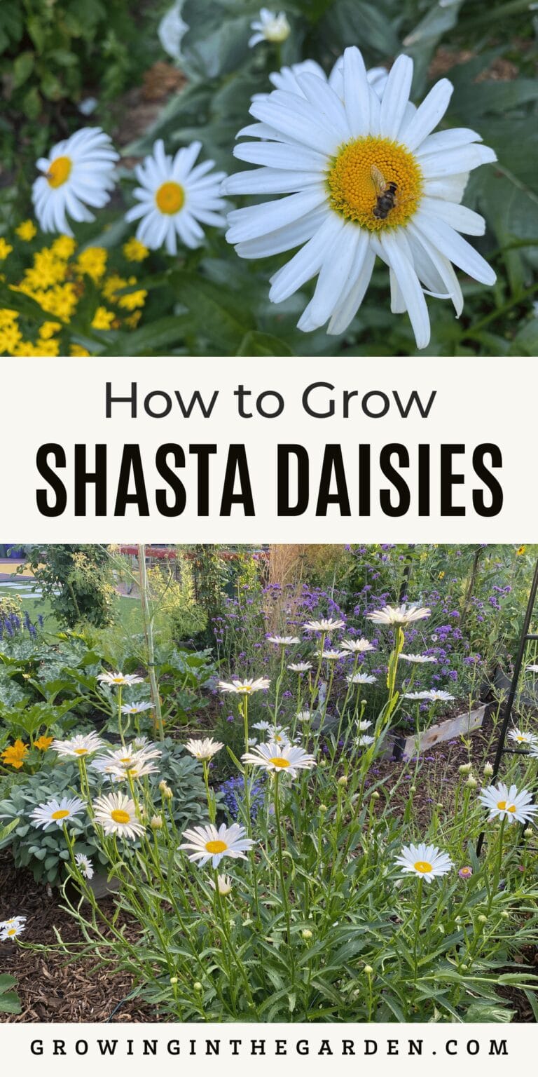 How to Grow Shasta Daisies - Growing In The Garden
